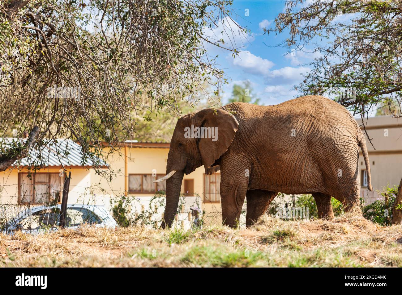 Elephant damage village hi-res stock photography and images - Alamy