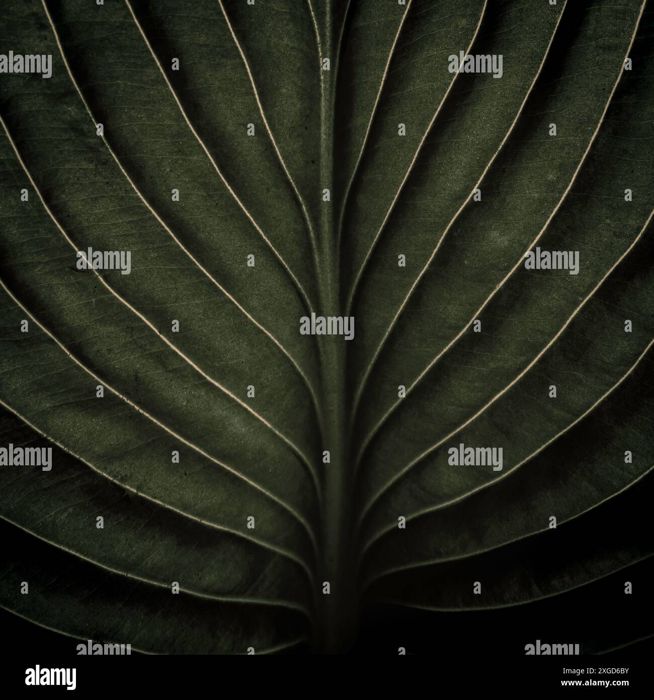 Closeup macro of sage green tropical jungle leaf with veins texture ...