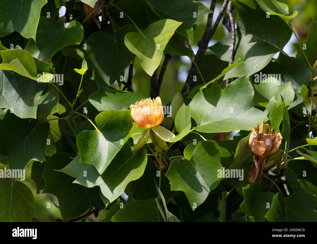 Liriodendron Tulip Tree Stock Photo - Alamy