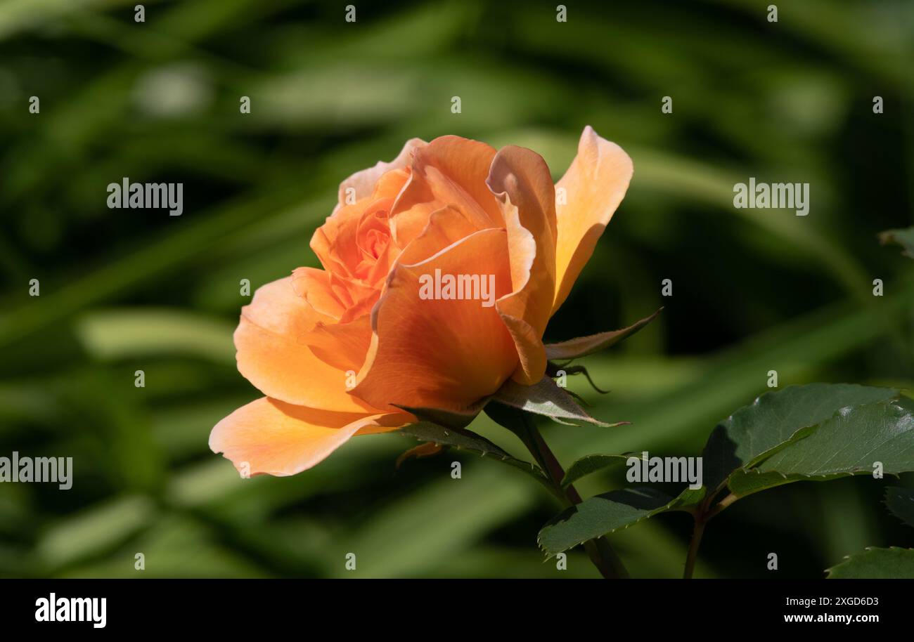 Dame judi dench rose hi-res stock photography and images - Alamy