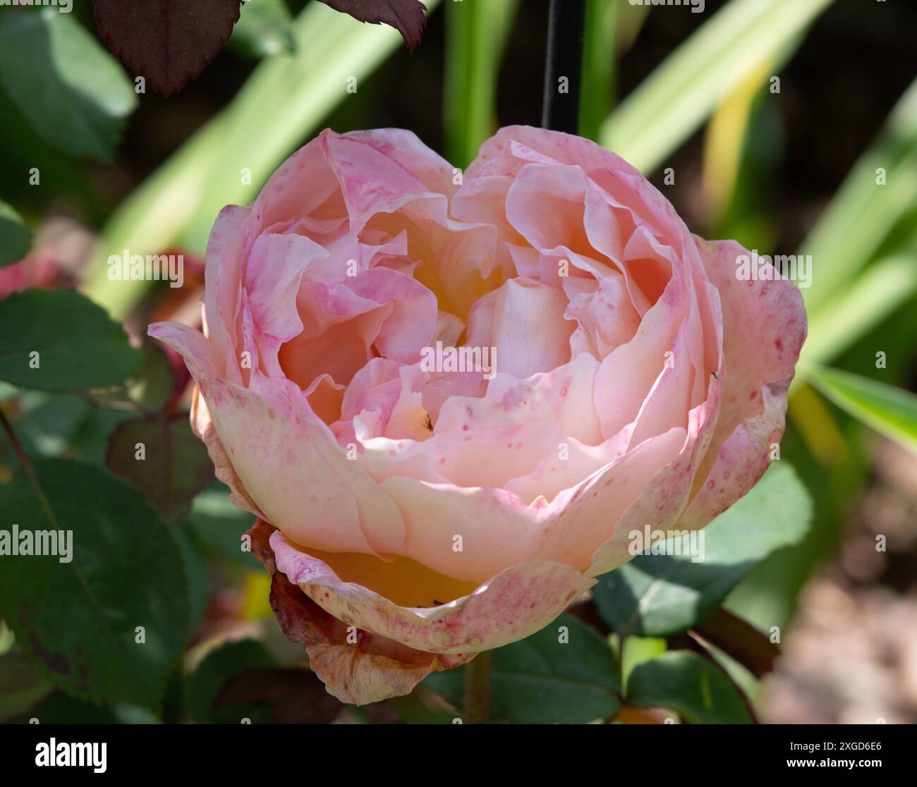 Our lady of the roses hi-res stock photography and images - Alamy