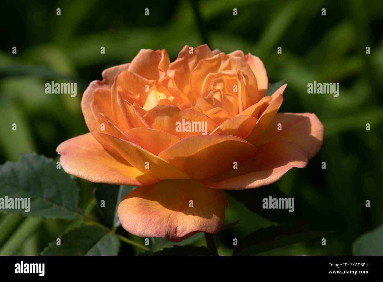 Rosa Lady Emma Hamilton Stock Photo - Alamy