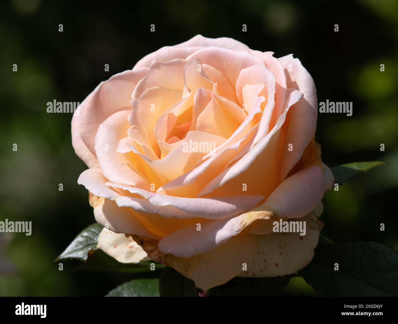 Medium tea rose hi-res stock photography and images - Alamy