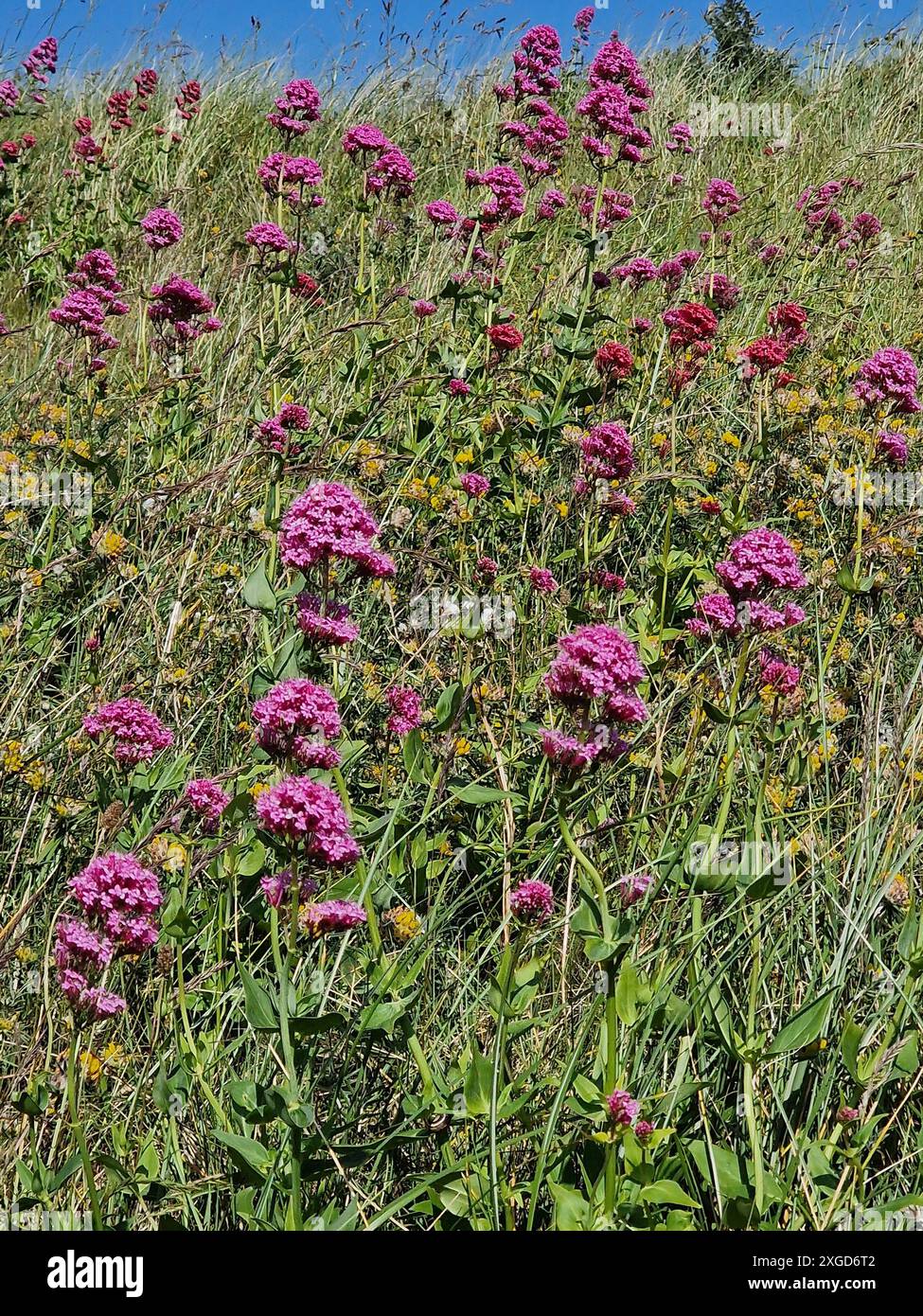 Centranthus Ruber (Valeriana Rossa) a summer flowering plant with a red ...