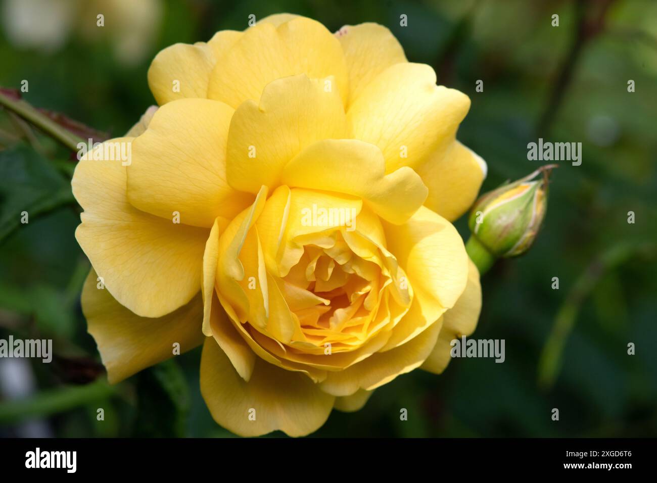 Thisbe hi-res stock photography and images - Alamy