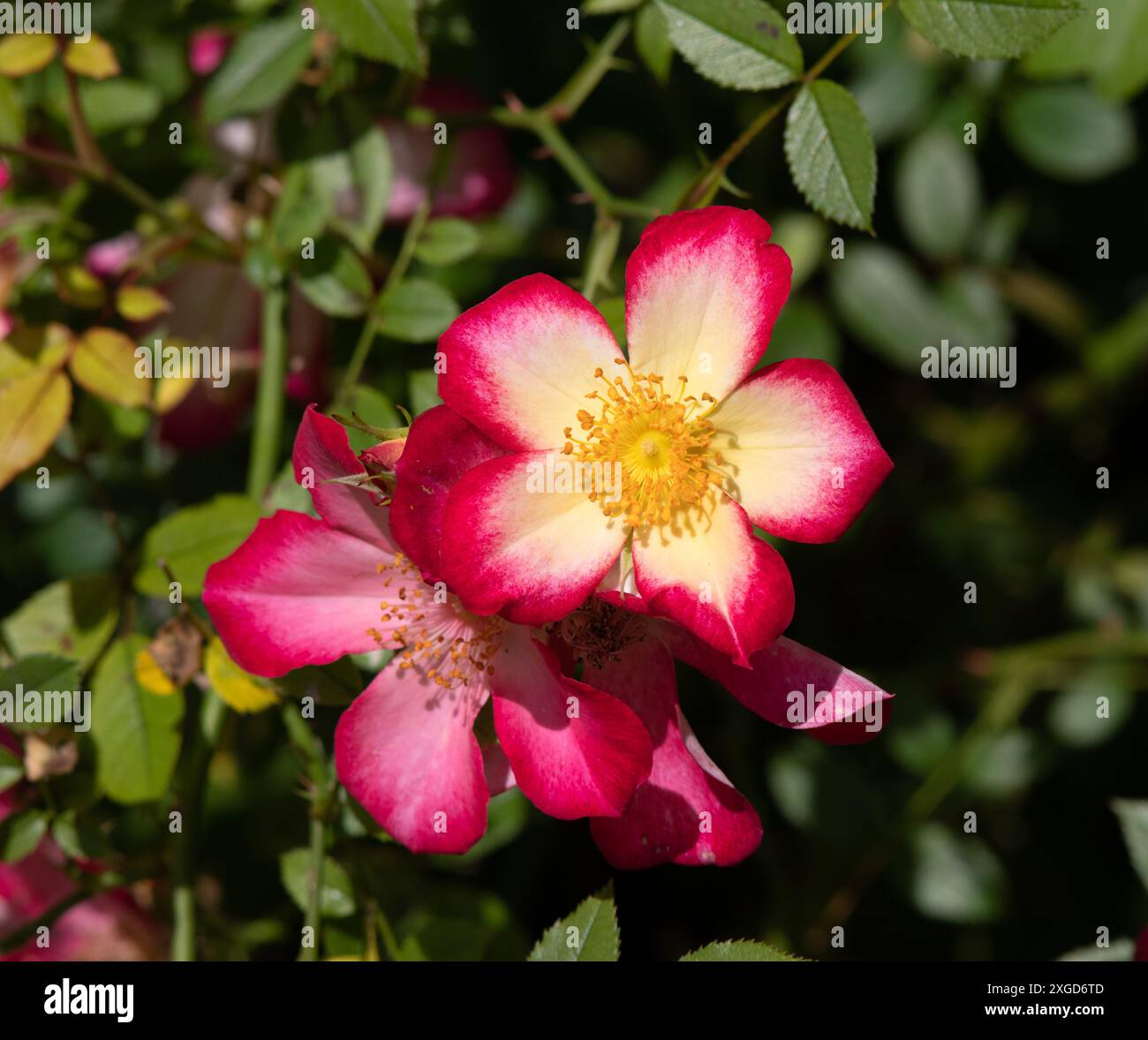 Rose rosa red star hi-res stock photography and images - Alamy