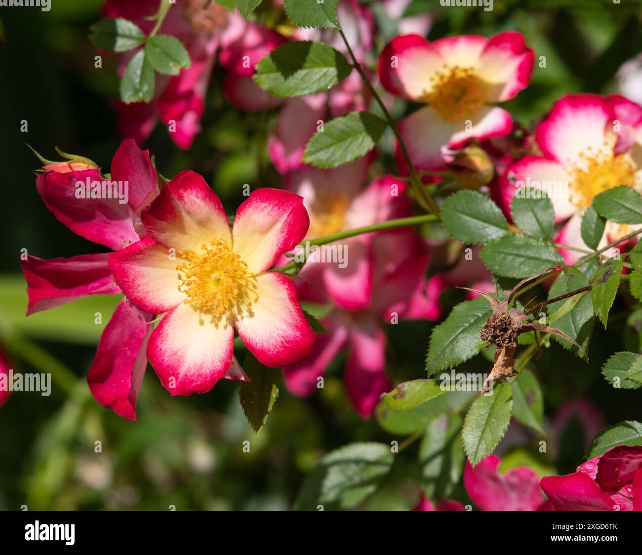 Rosa Star Profusion Stock Photo - Alamy