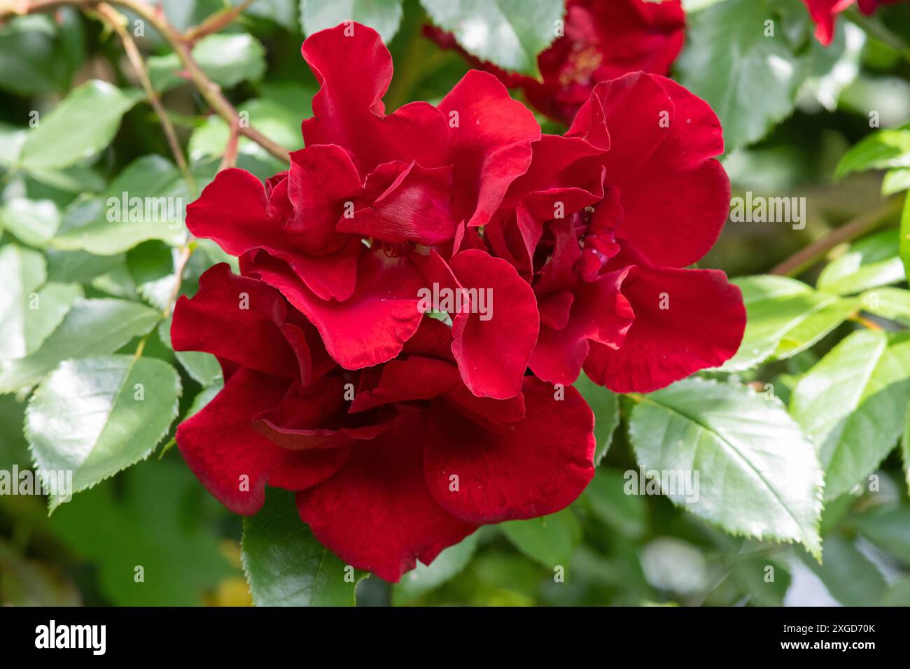 Graves and flowers hi-res stock photography and images - Alamy