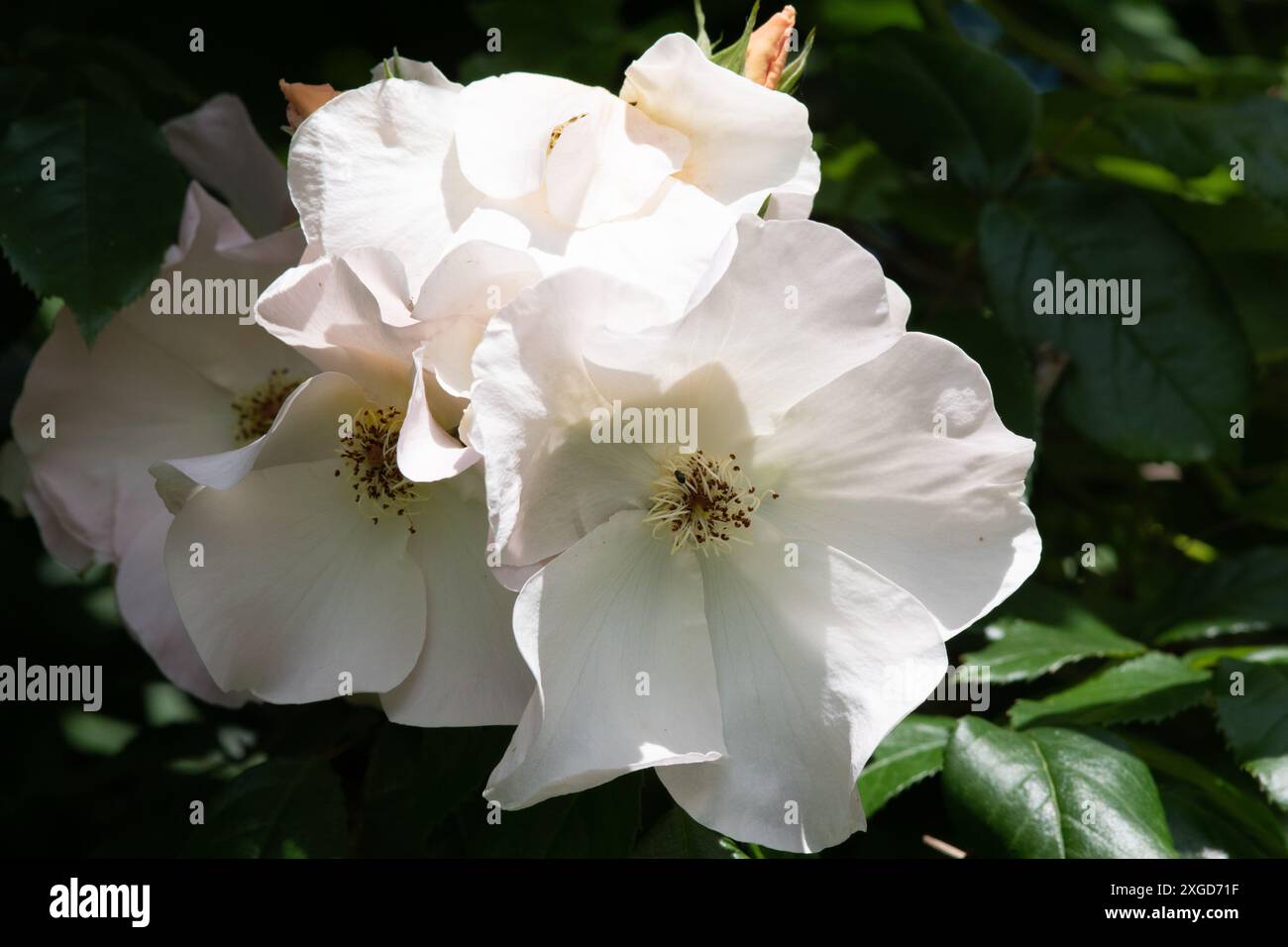 Rosa Sally Holmes Stock Photo - Alamy