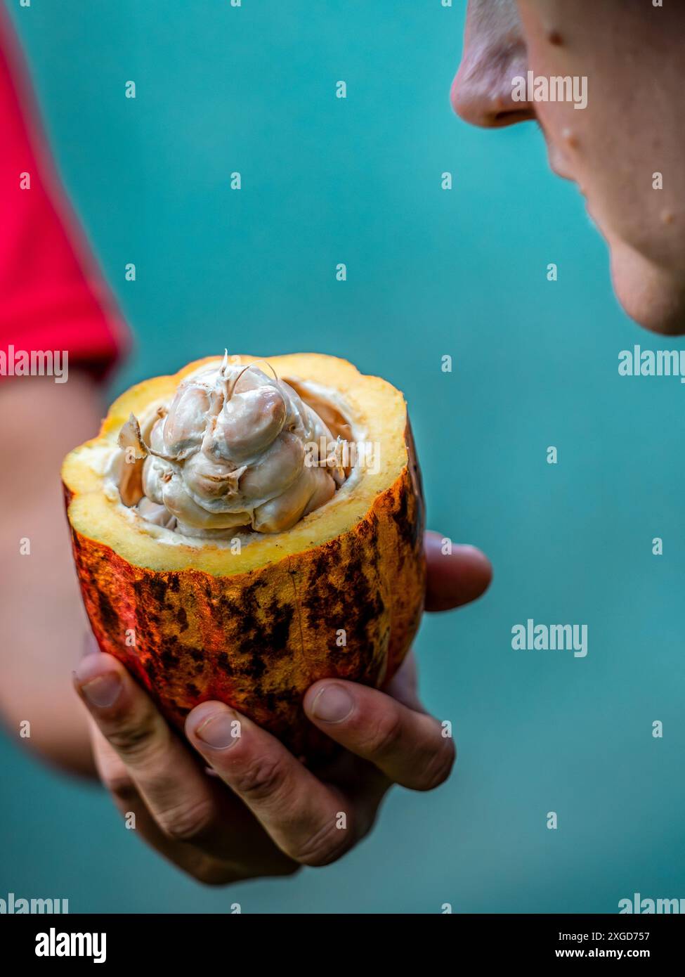 A tour guide holding a freshly cut cocoa fruit to demonstrate its smell ...