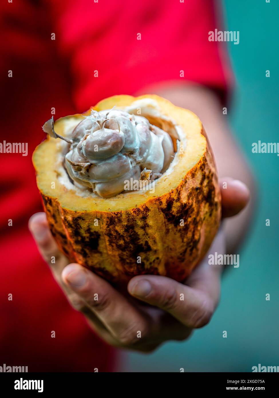 A hand holding a freshly cut Cocoa fruit for exhibition in rural Costa ...