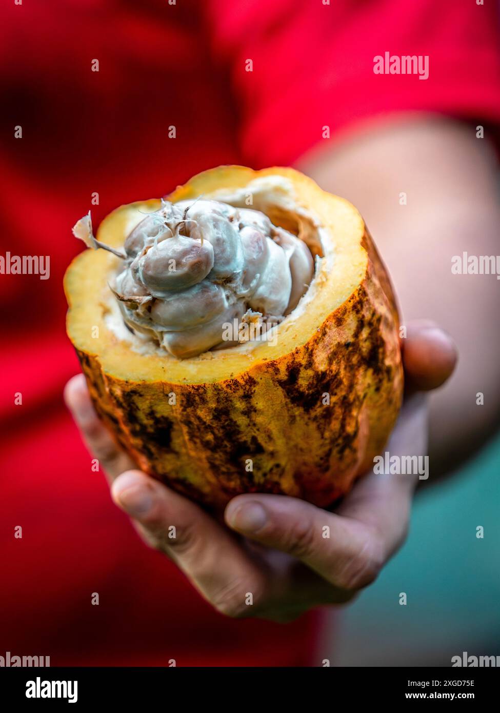A hand holding a freshly cut Cocoa fruit for exhibition in rural Costa ...