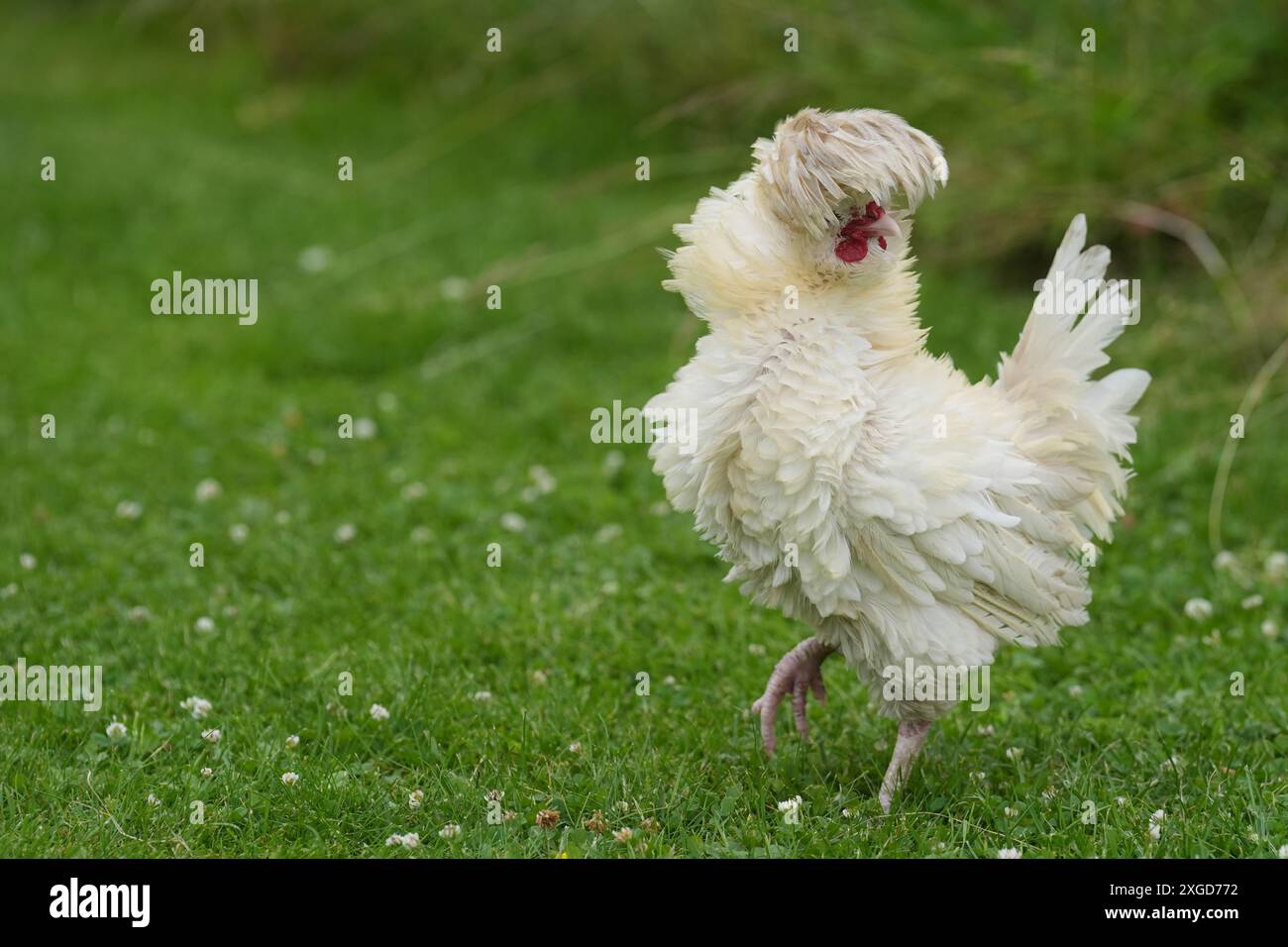 PRODUCTION - 03 July 2024, Schleswig-Holstein, Großenbrode: Shaggy ...