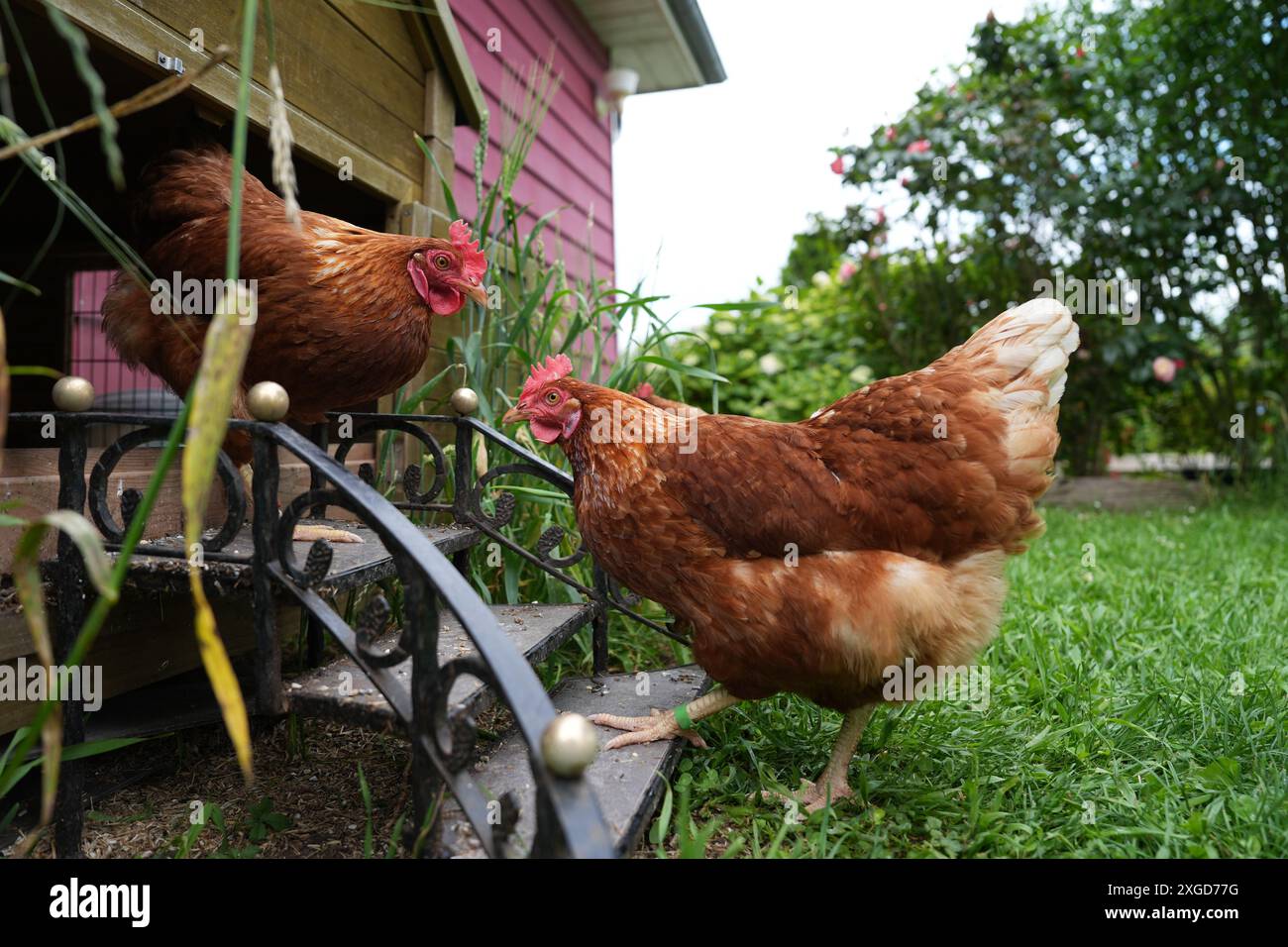 PRODUCTION - 03 July 2024, Schleswig-Holstein, Großenbrode: Chickens ...