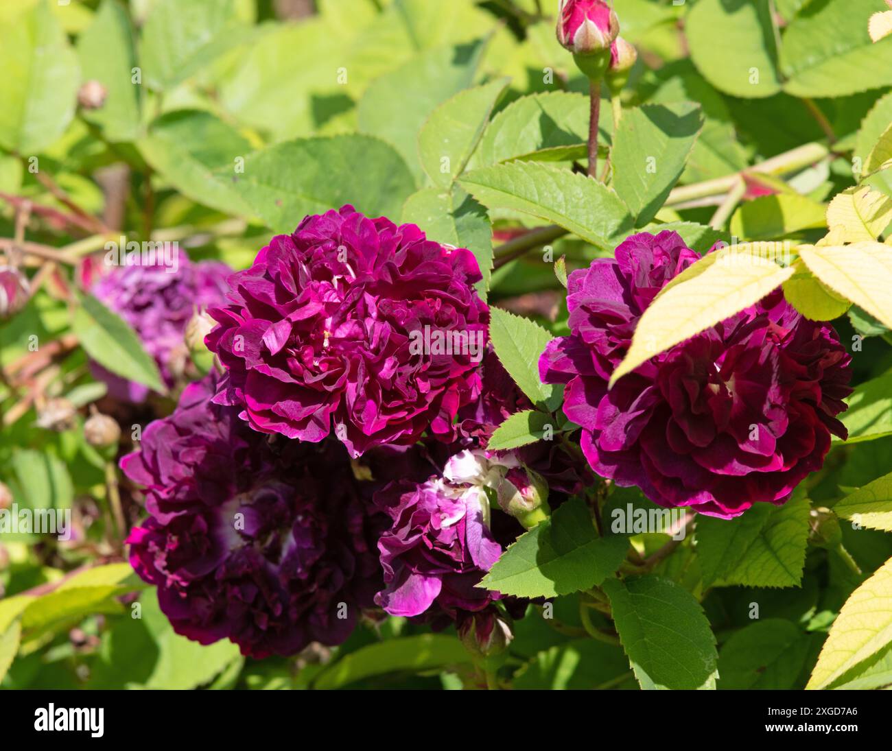 Cardinal purple flowers hi-res stock photography and images - Alamy