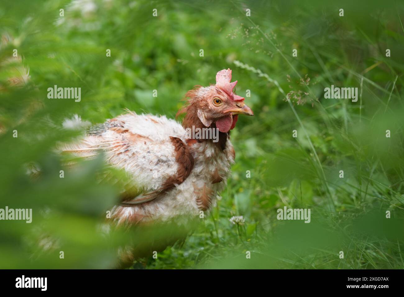 PRODUCTION - 03 July 2024, Schleswig-Holstein, Großenbrode: The former ...
