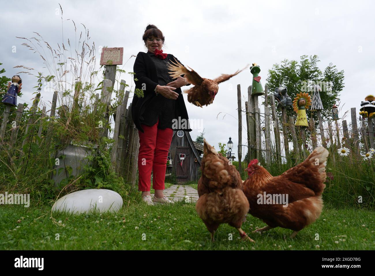 PRODUCTION - 03 July 2024, Schleswig-Holstein, Großenbrode: Chicken ...