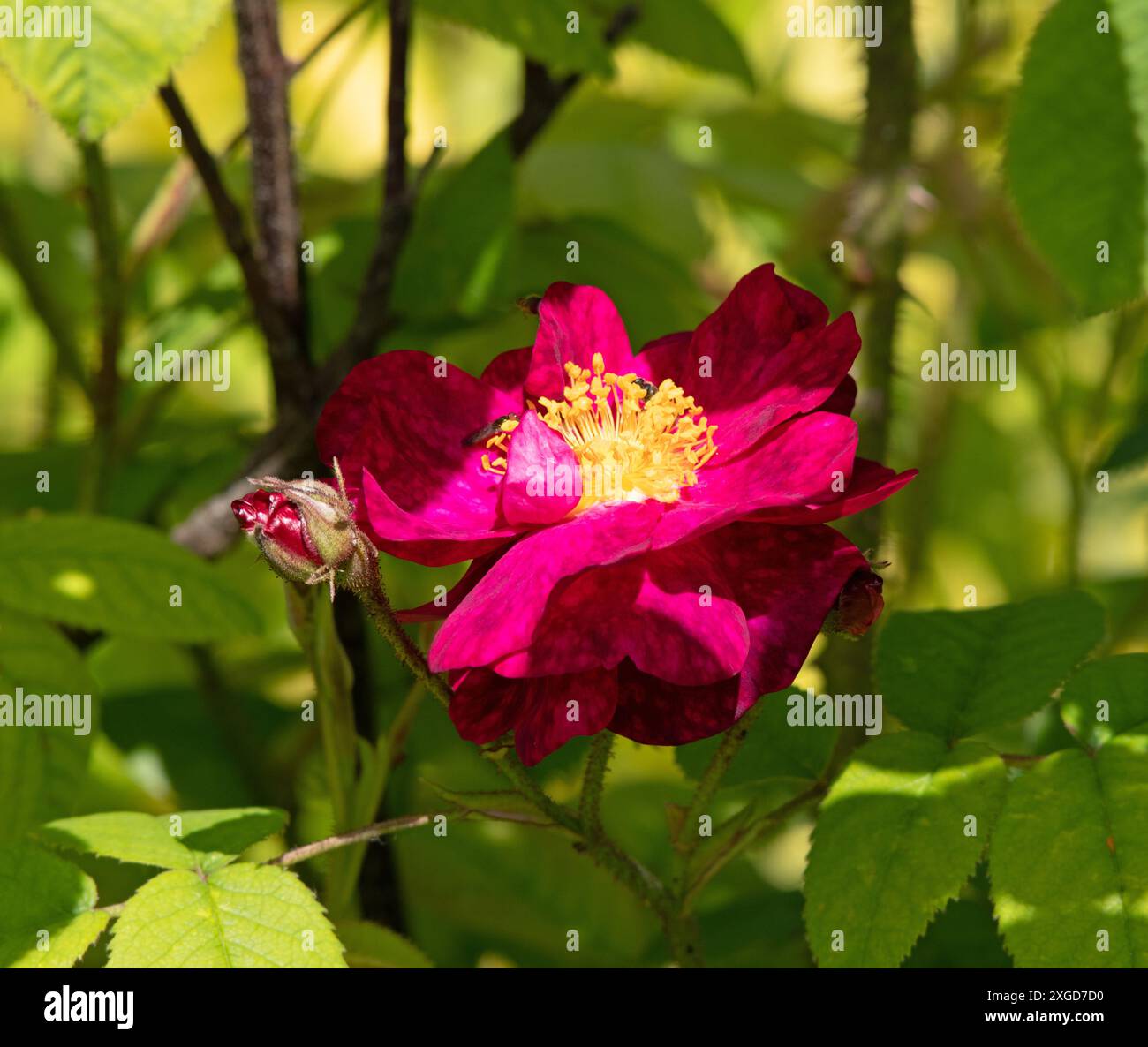 Alain hi-res stock photography and images - Alamy