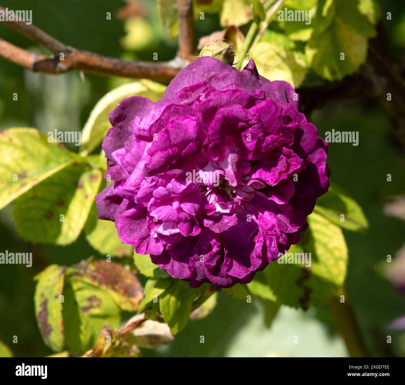 Rosa 'Capitaine Williams' Stock Photo - Alamy