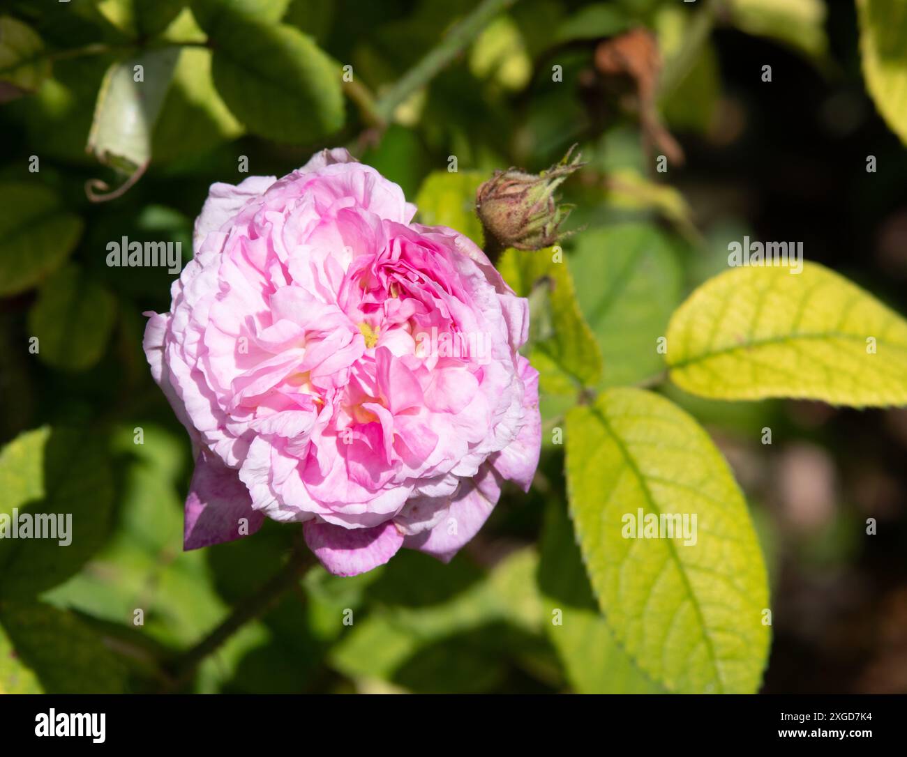 Rosa 'Ambroise Pare' Stock Photo - Alamy