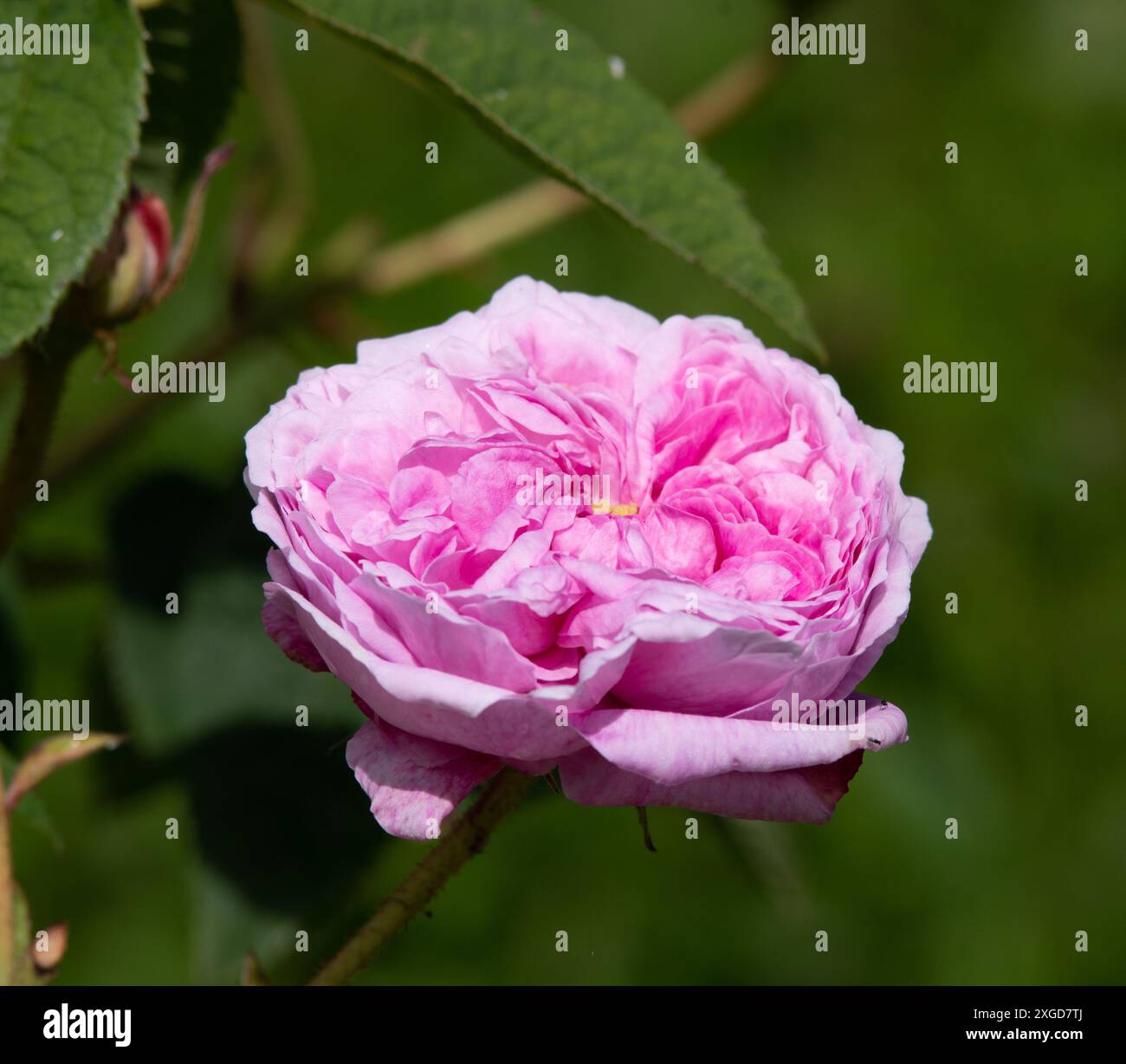 Rosa 'Amiable Amie' Stock Photo - Alamy