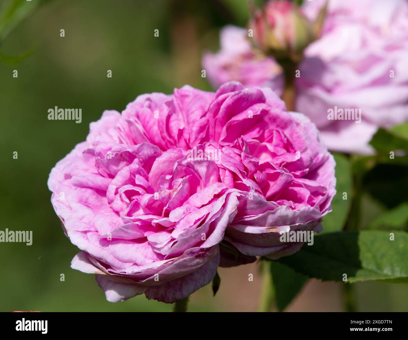 Amiable hi-res stock photography and images - Alamy