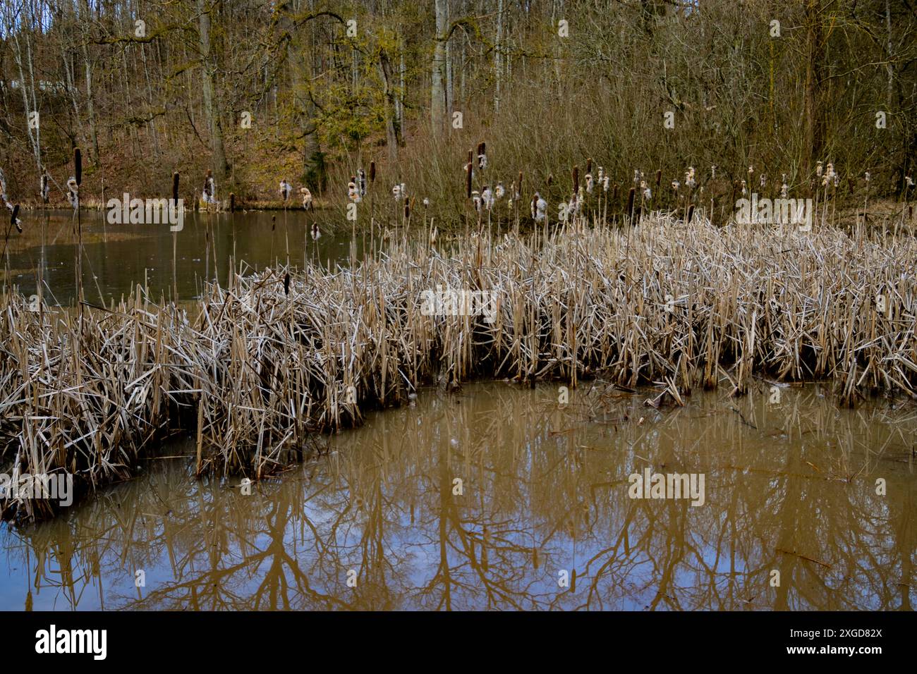 Dry reed in a pond Stock Photo - Alamy