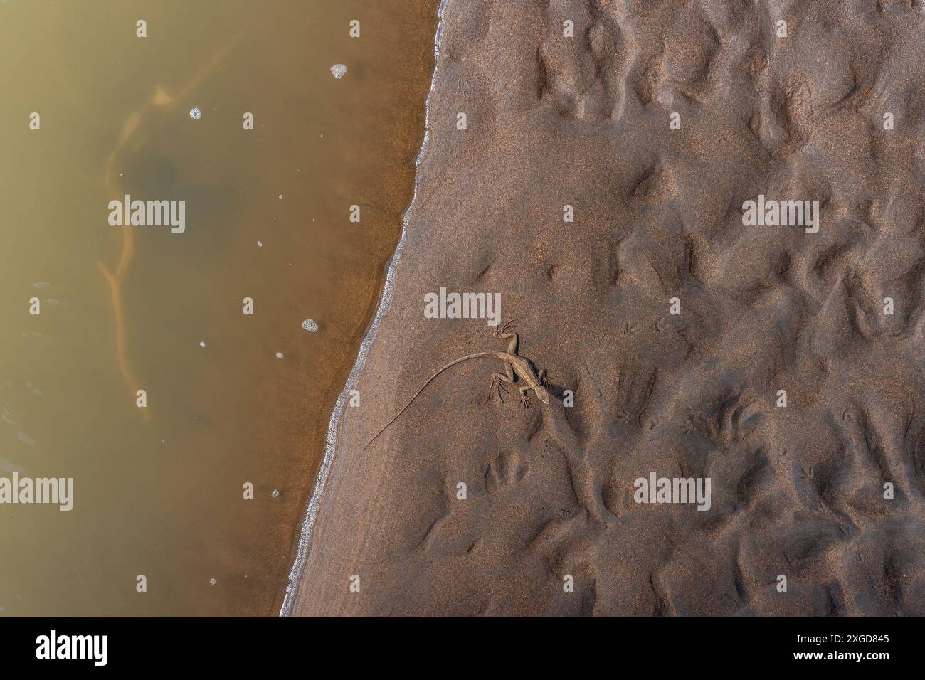 The common basilisk (Basiliscus basiliscus) a species of lizard in the ...