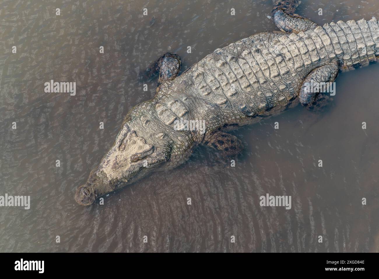 A beautiful photograph of an American crocodile Cocodrilo americano ...