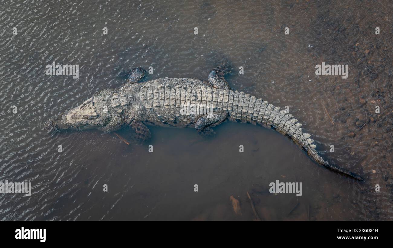 A beautiful photograph of an American crocodile Cocodrilo americano ...