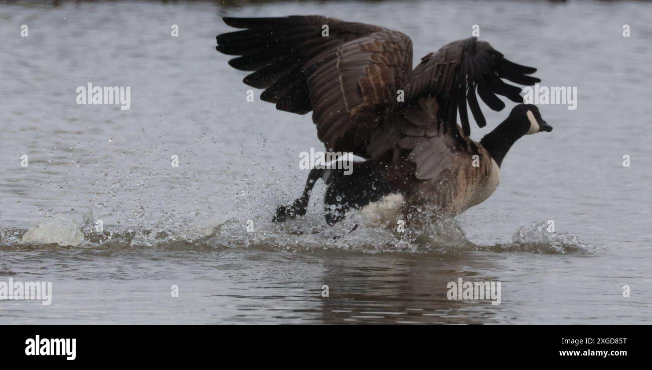 Purfleet Essex, UK. 08th July, 2024. PURFLEET, United Kingdom, JULY 08 ...