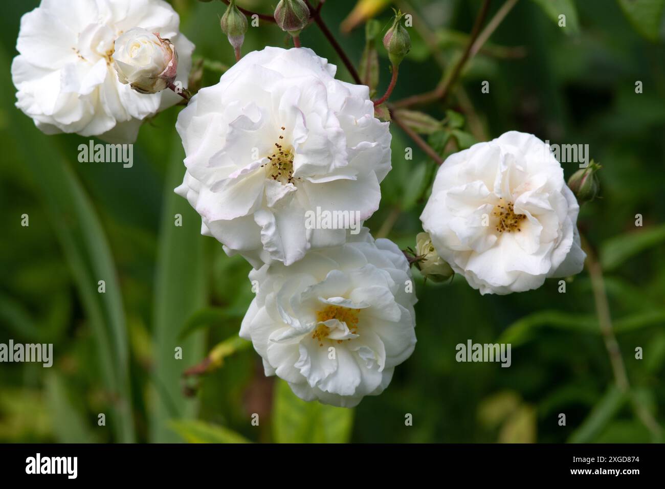 Rosa Midsummer Snow Stock Photo - Alamy