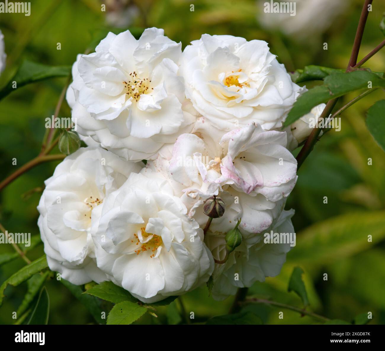 Rosa Midsummer Snow Stock Photo - Alamy