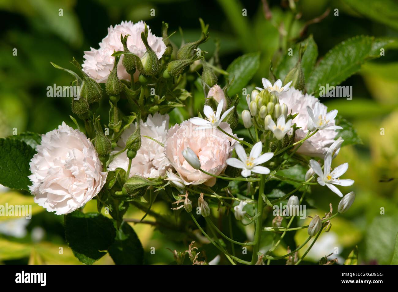 Rosa rosa grootendorst hi-res stock photography and images - Alamy