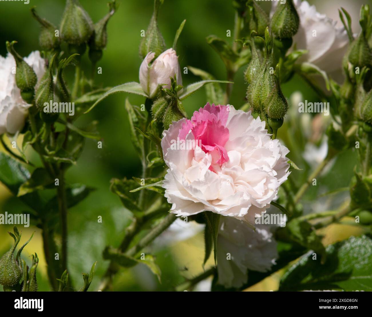 Rosa White Grootendorst Stock Photo - Alamy