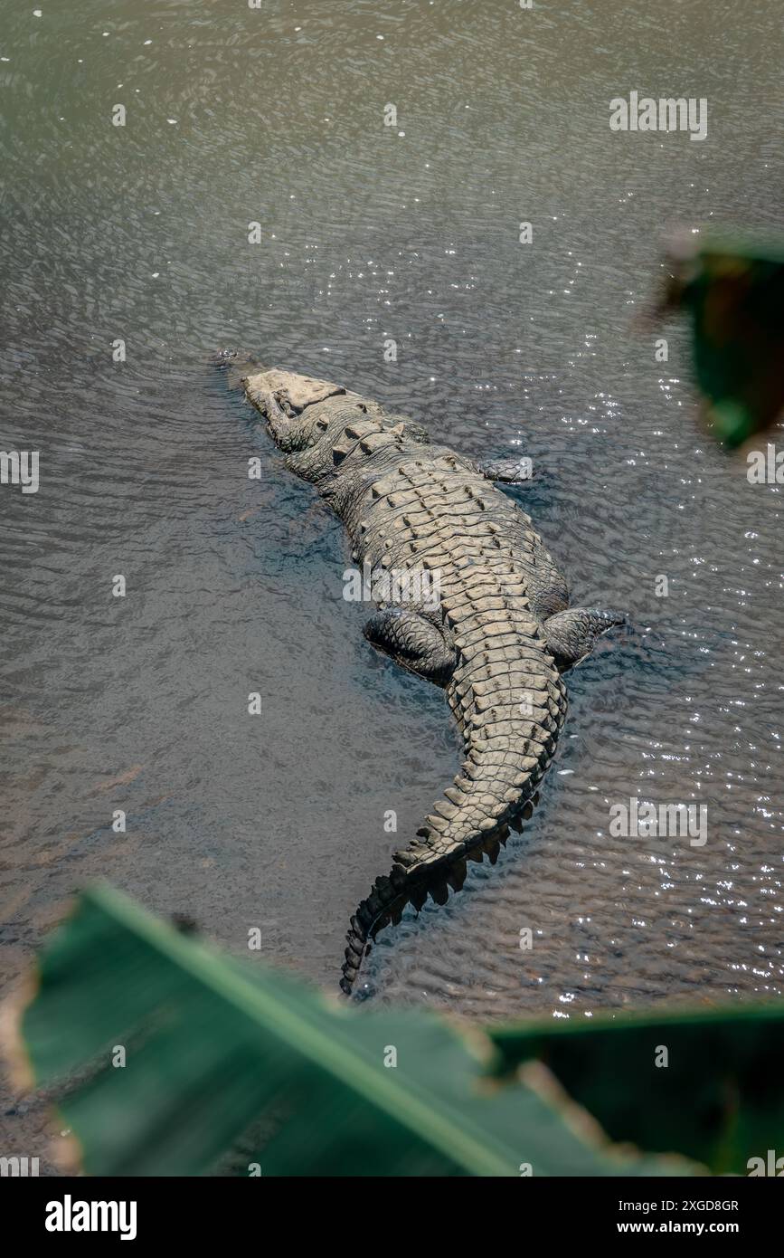 A beautiful photograph of an American crocodile Cocodrilo americano ...