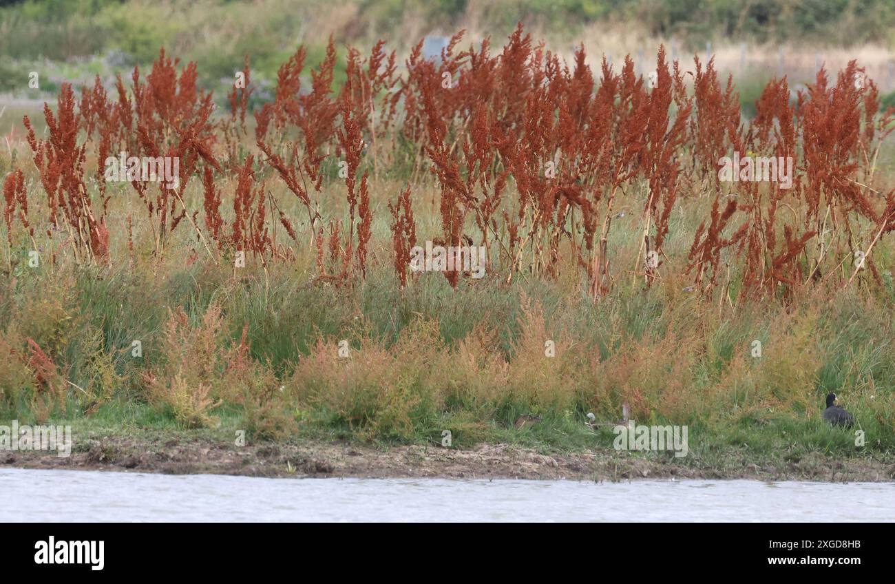 PURFLEET, United Kingdom, JULY 08: Dock flower at RSPB Rainham Marshes ...
