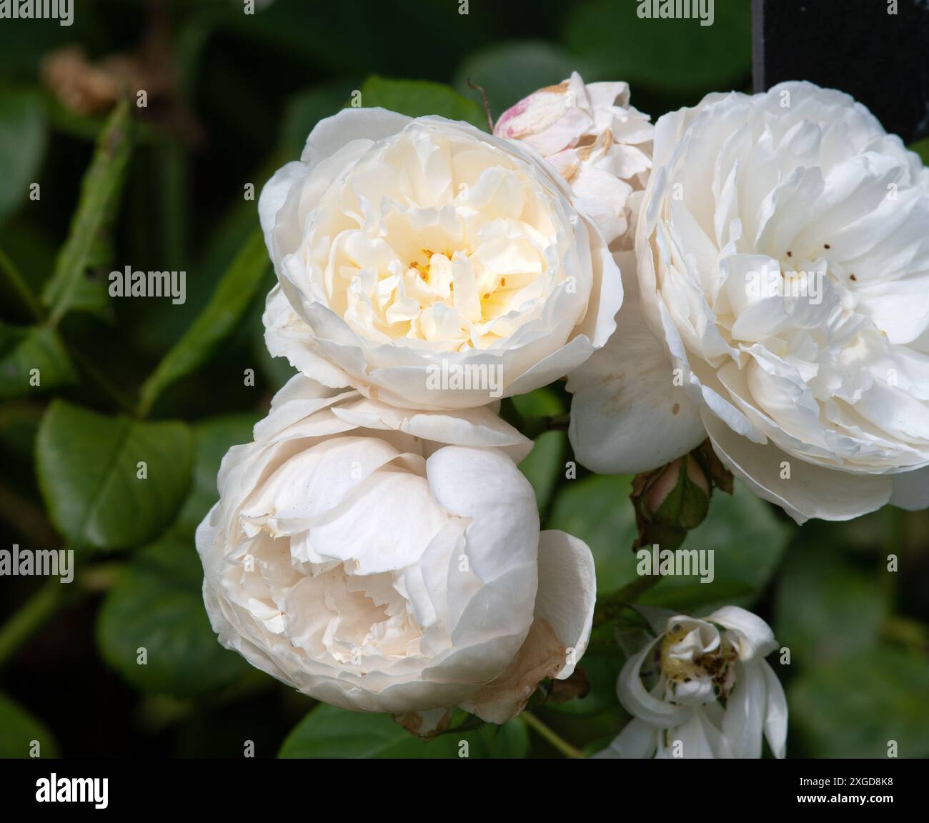 Catherine rose hi-res stock photography and images - Alamy