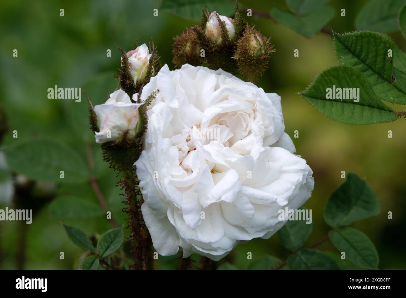 Rose blanche hi-res stock photography and images - Alamy