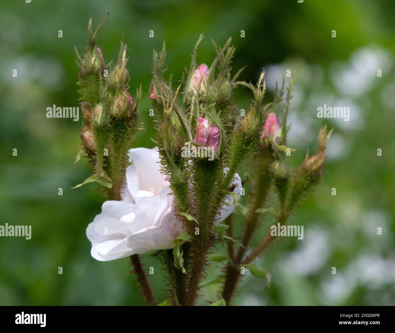 Quatre saisons rose hi-res stock photography and images - Alamy