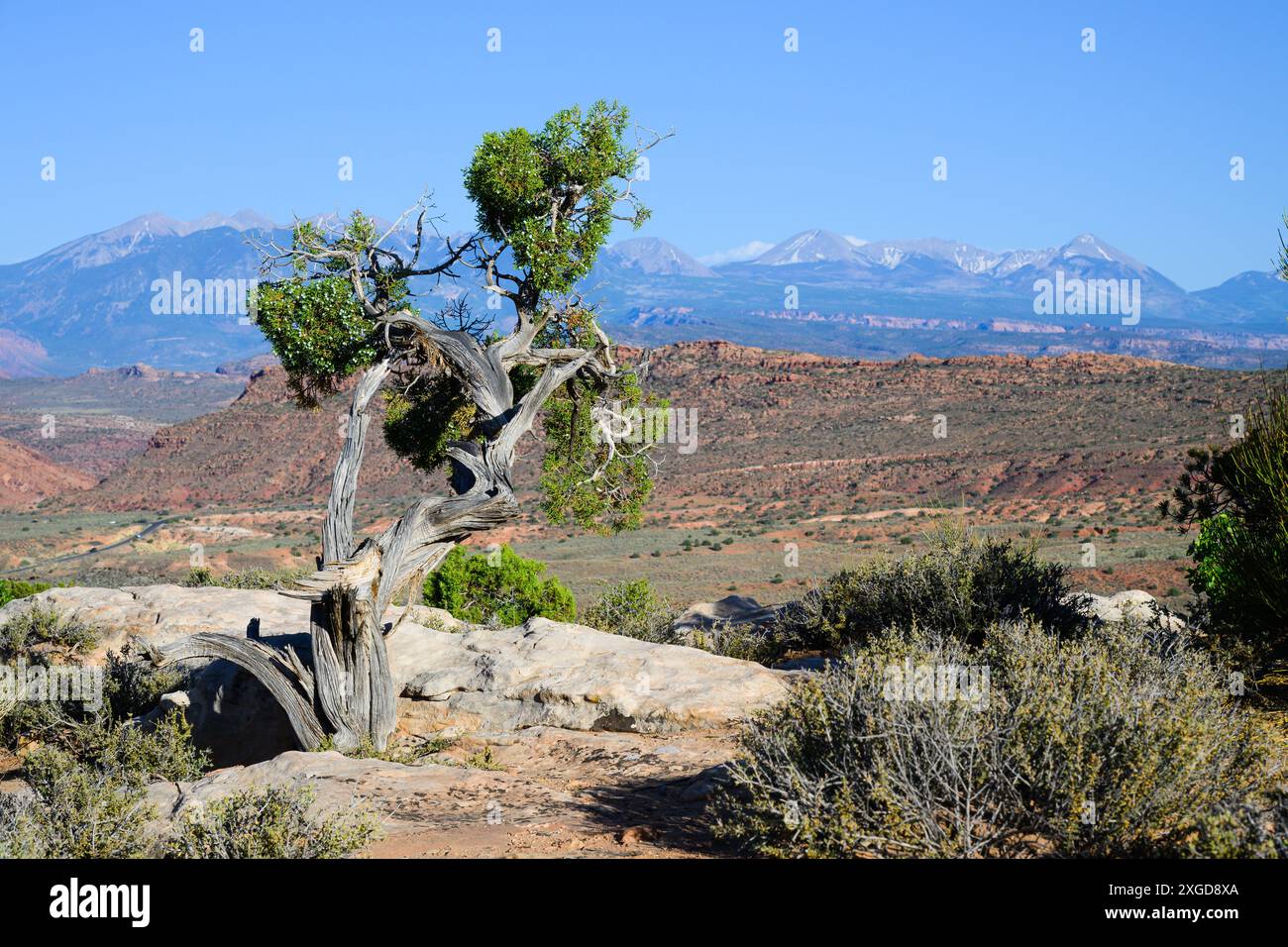 Utah Juniper Juniperus osteosperma on ridge at Arches National Park and ...
