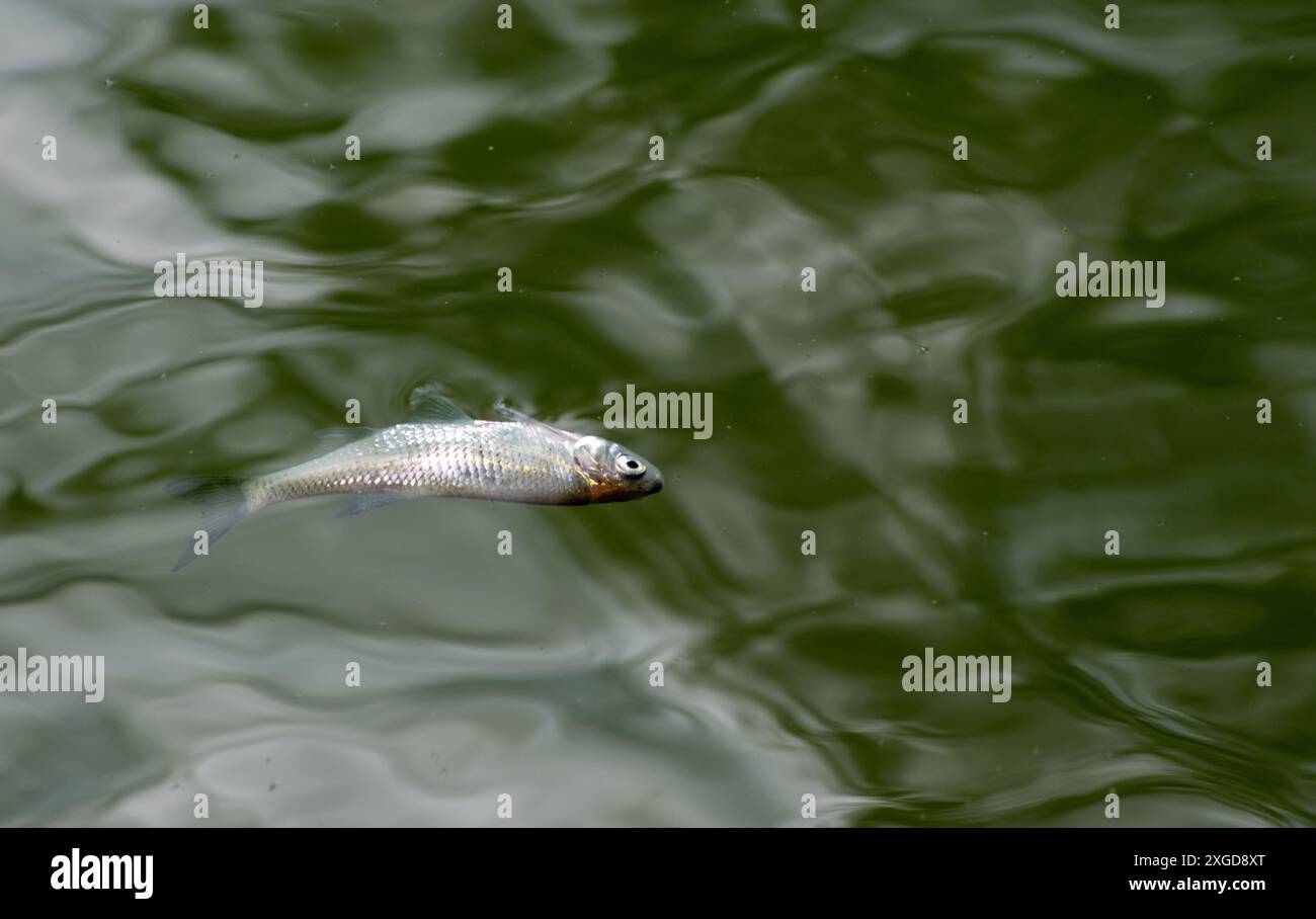 Dead minnow hi-res stock photography and images - Alamy