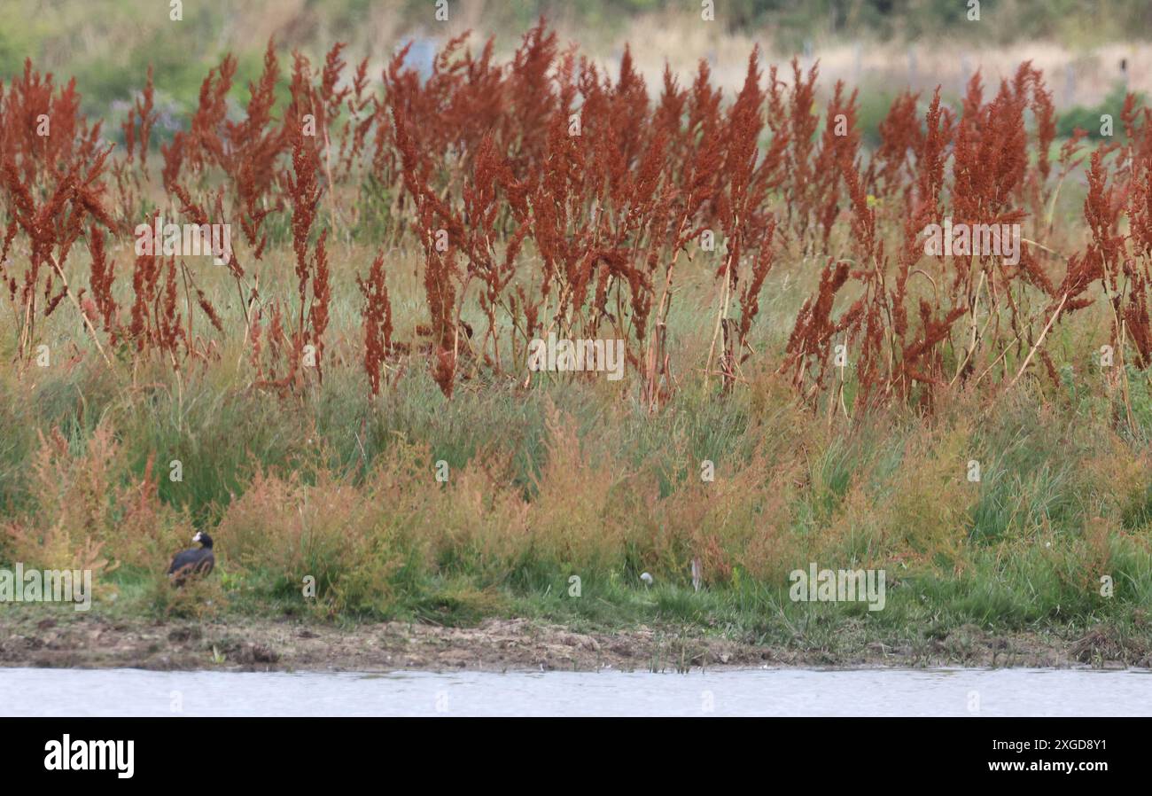 PURFLEET, United Kingdom, JULY 08: Dock flower at RSPB Rainham Marshes ...