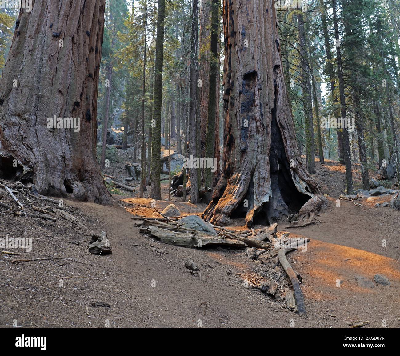 A trunk of a Giant Sequoia tree that was burned and charred by fire, in ...
