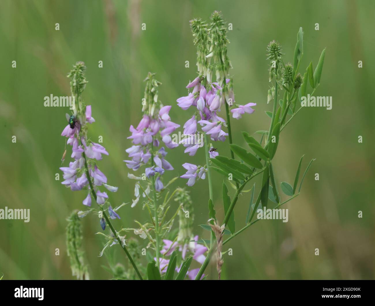 Purfleet Essex, UK. 08th July, 2024. PURFLEET, United Kingdom, JULY 08 ...