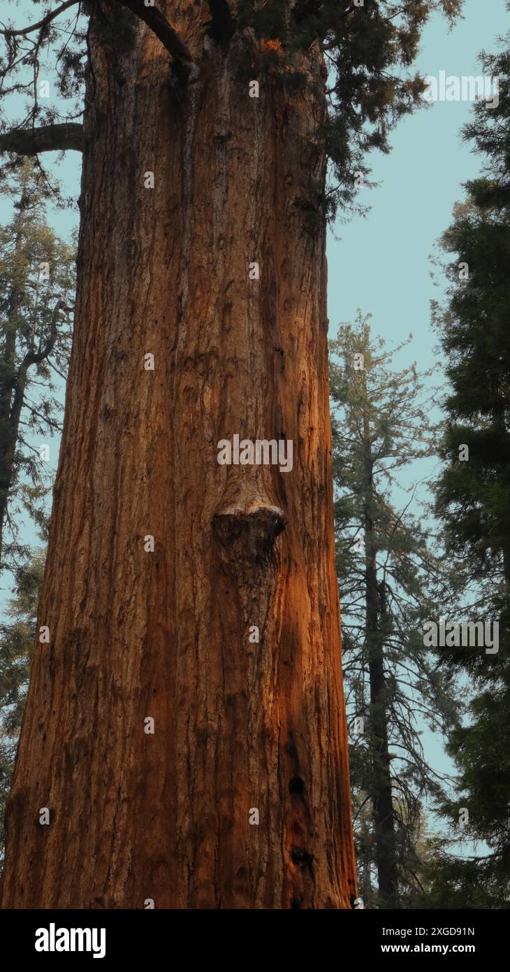 Close up of the bark of a Giant Sequoia tree with two large nodules ...