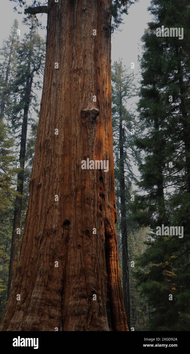 Texture of nodules hi-res stock photography and images - Alamy