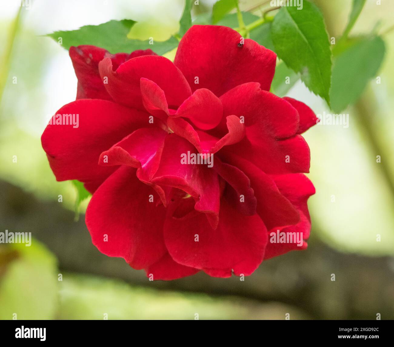 Rosa Red Parfum Stock Photo - Alamy