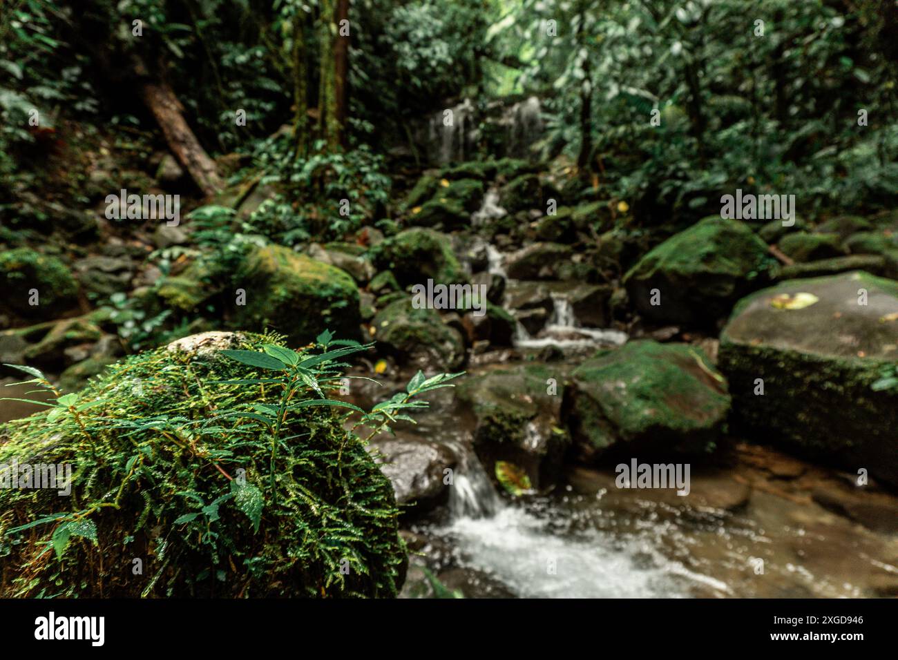 A beautiful view on a scenic river and waterfall in a utouched tropical ...
