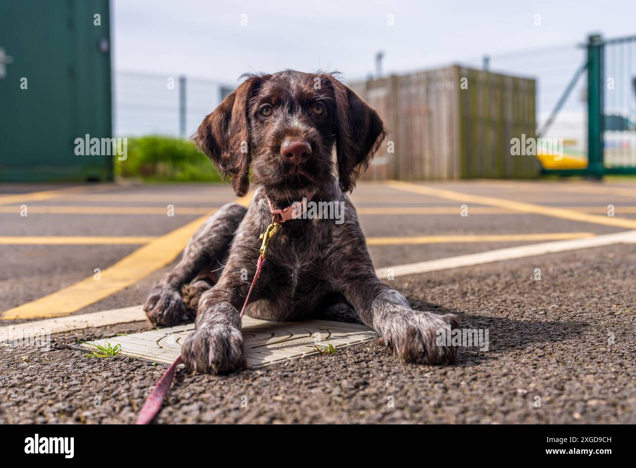 German wire pointer puppy hi-res stock photography and images - Alamy